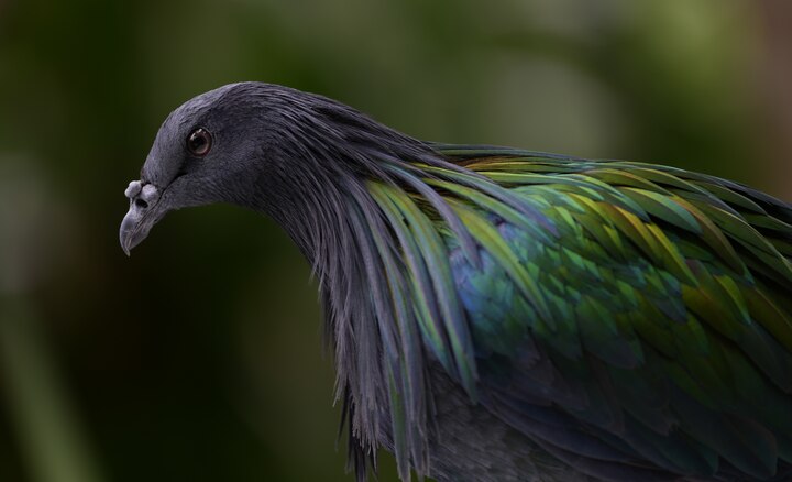 FE 100-400mm F4.5 GM OSS | SEL100400MC | Sony United Kingdom